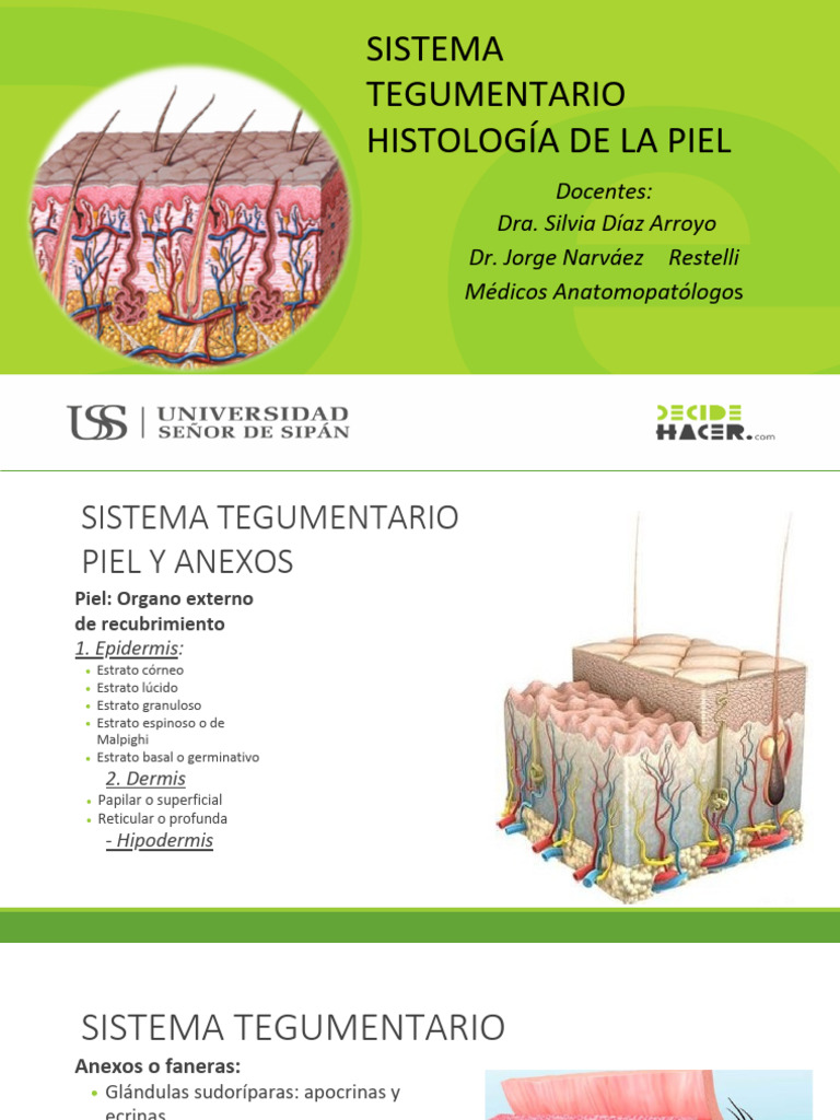 1.T TEORIA PIEL - HISTOLOGÍA DE LA PIEL- TEGUMENTARIO[1] [Solo lectura].pp_20250408_145846_0000 ...