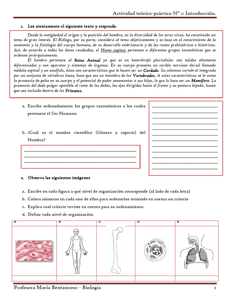 1.actividad Introducci N | PDF | Humano | Sistema nervioso