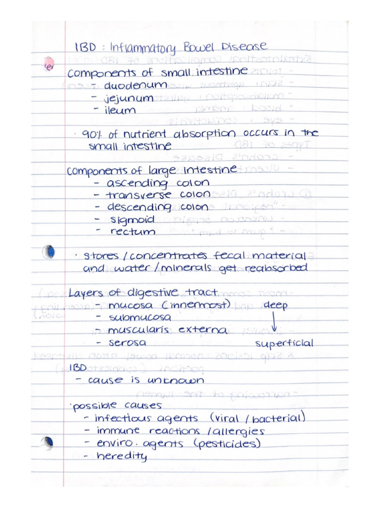 Components of Small Intestine | PDF