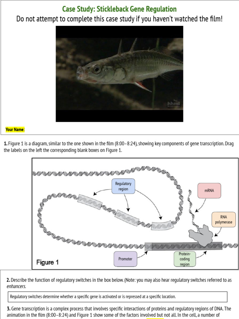 Stickleback Fish Gene Expression | PDF | Promoter (Genetics ...