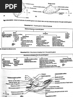 Ultrasound of The Neck in 7 Sweeps - DR Rhian Rhys | PDF | Neck | Human ...