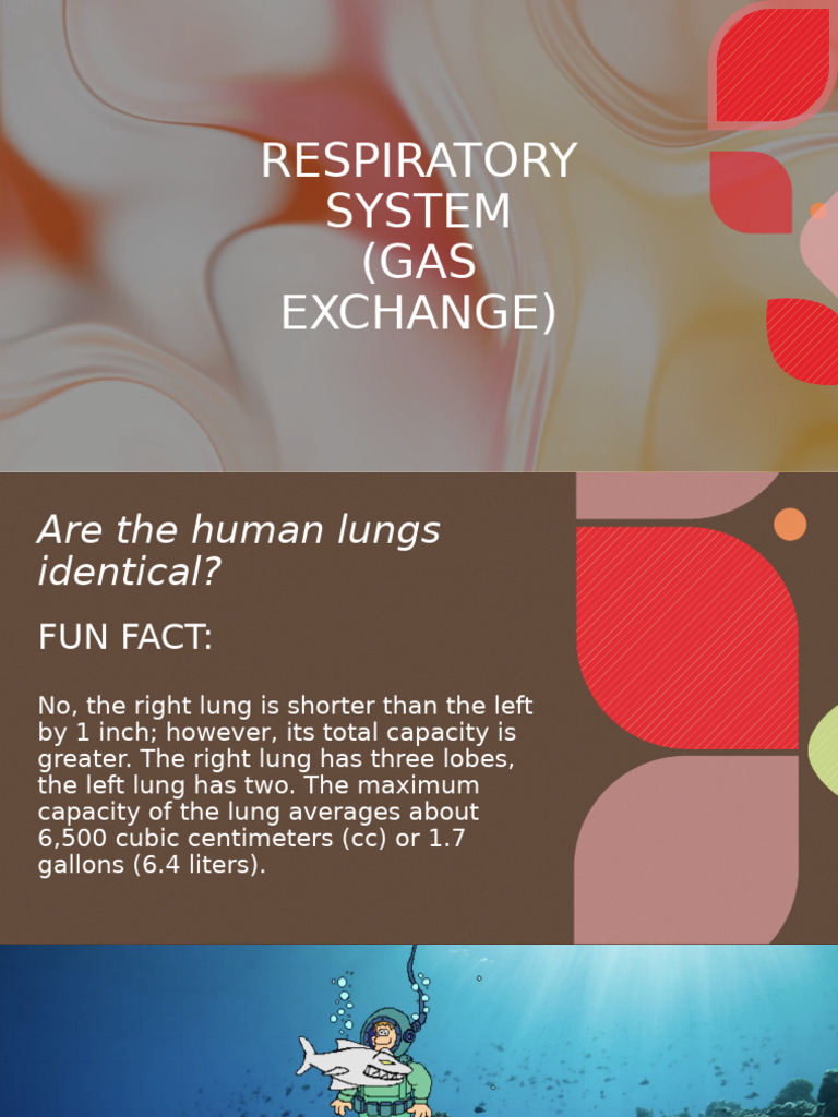 Gas Exchange - As Level | PDF | Respiratory Tract | Breathing