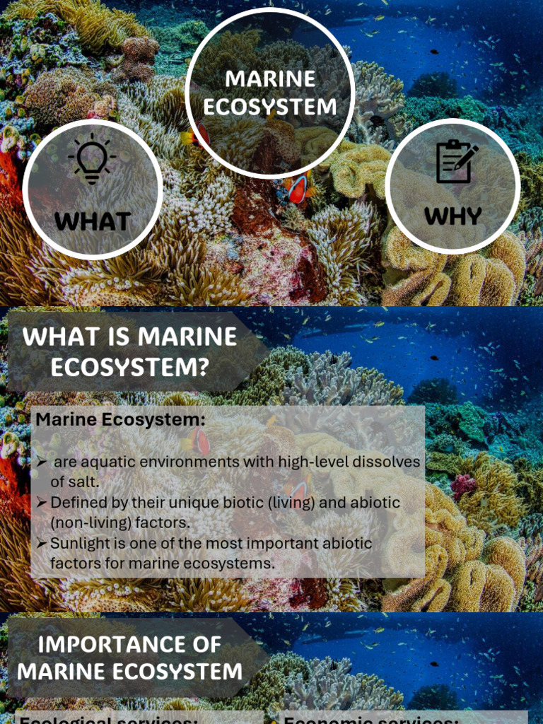 Understanding Marine Ecosystems | PDF | Ecosystem | Mangrove