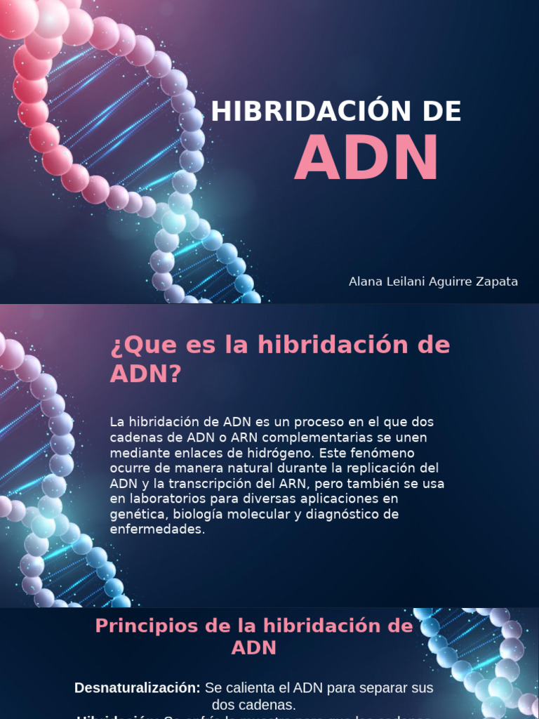 Hibridacion ADN | PDF | Hibridación de ácido nucleico | Adn