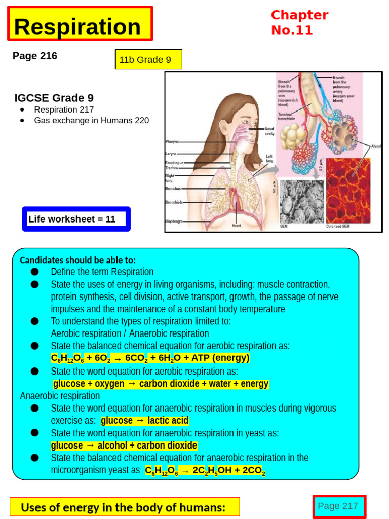 Understanding Human Respiration Processes | PDF | Cellular Respiration ...