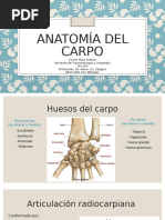 Articulación Radiocarpiana | PDF | Articulación | Extremidades (anatomía)
