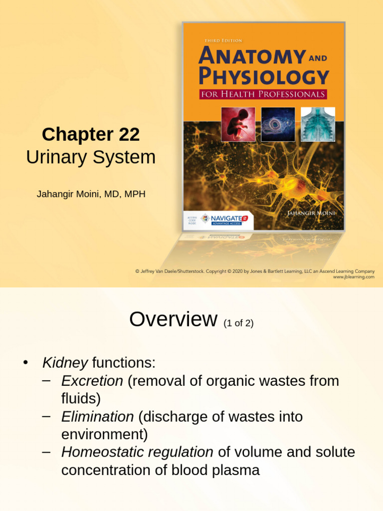 Slid CH22 | PDF | Kidney | Urinary Incontinence