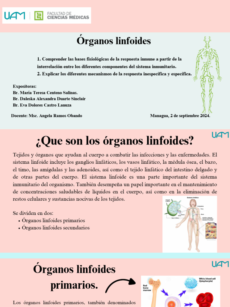 Organos Linfoides | PDF | Ganglio linfático | Sistema linfático