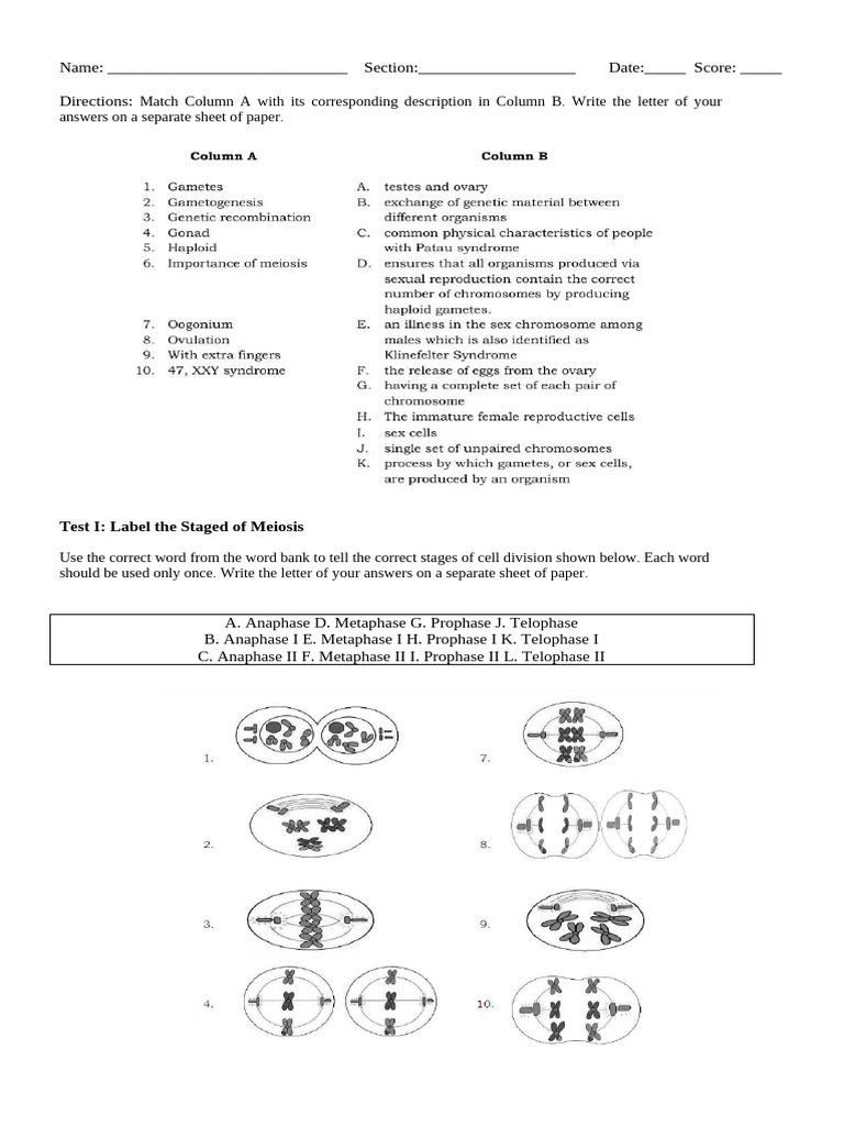 Meiosis Assessment | PDF