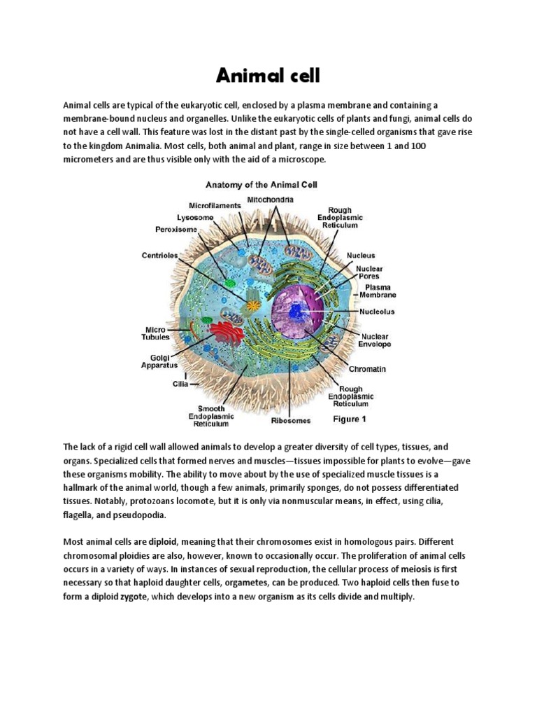 Cell Parts and Its Functions | PDF | Cell Nucleus | Cell (Biology)