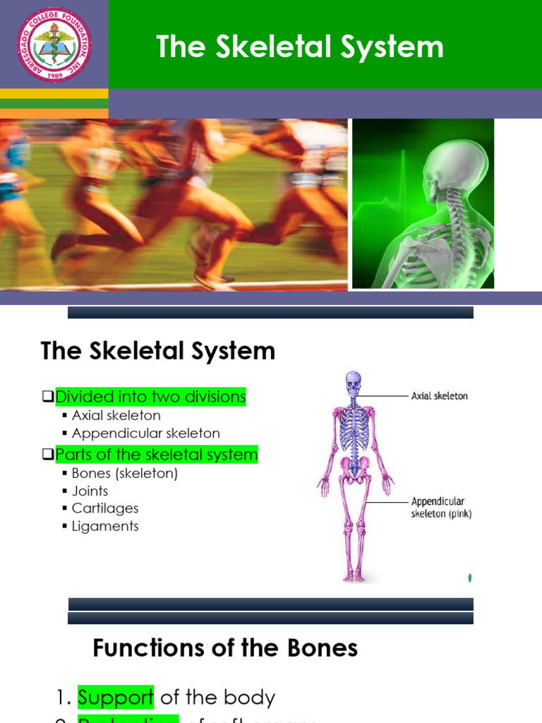 Skeletal System Course Pack | PDF