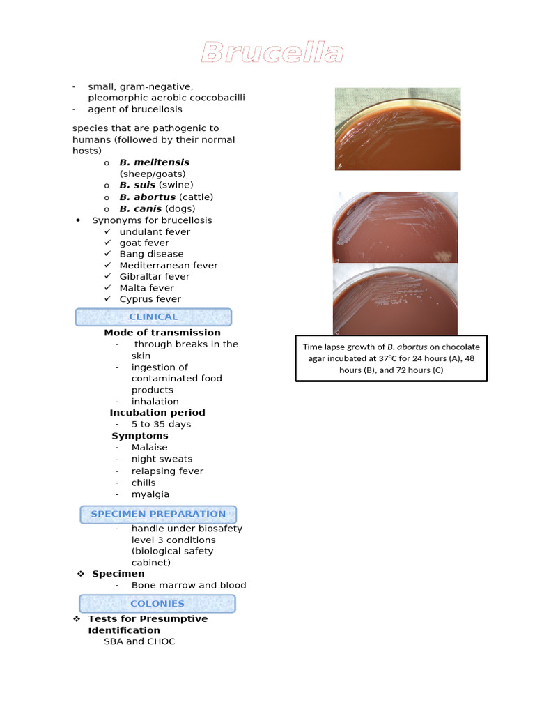 2 - Brucella-Species | PDF