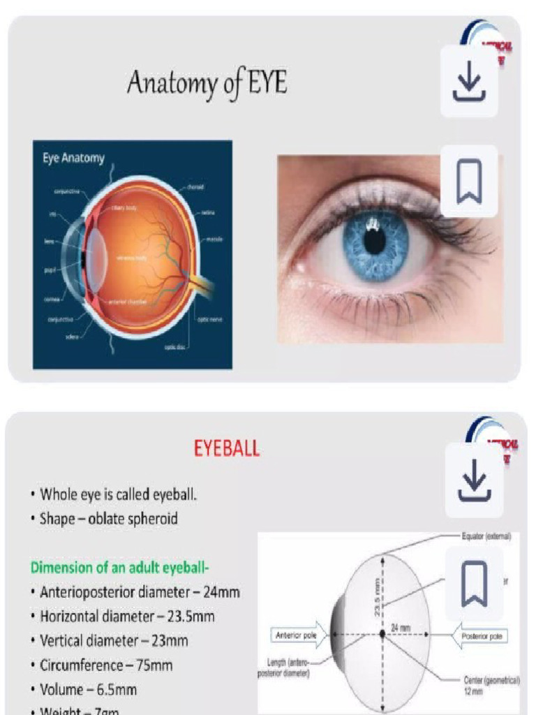 Anatomy of Eye | PDF