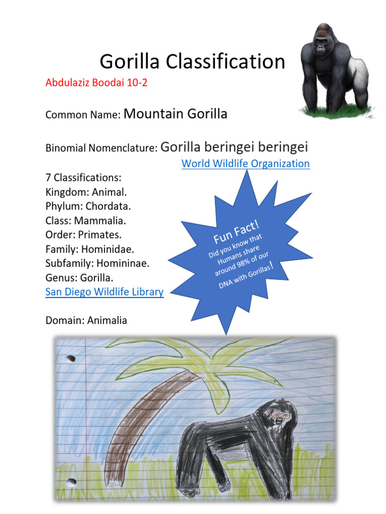 Gorilla Classification | PDF