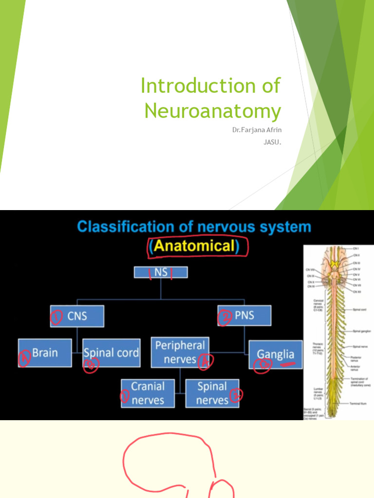 Introduction of Neuro Anatomy PDF | PDF