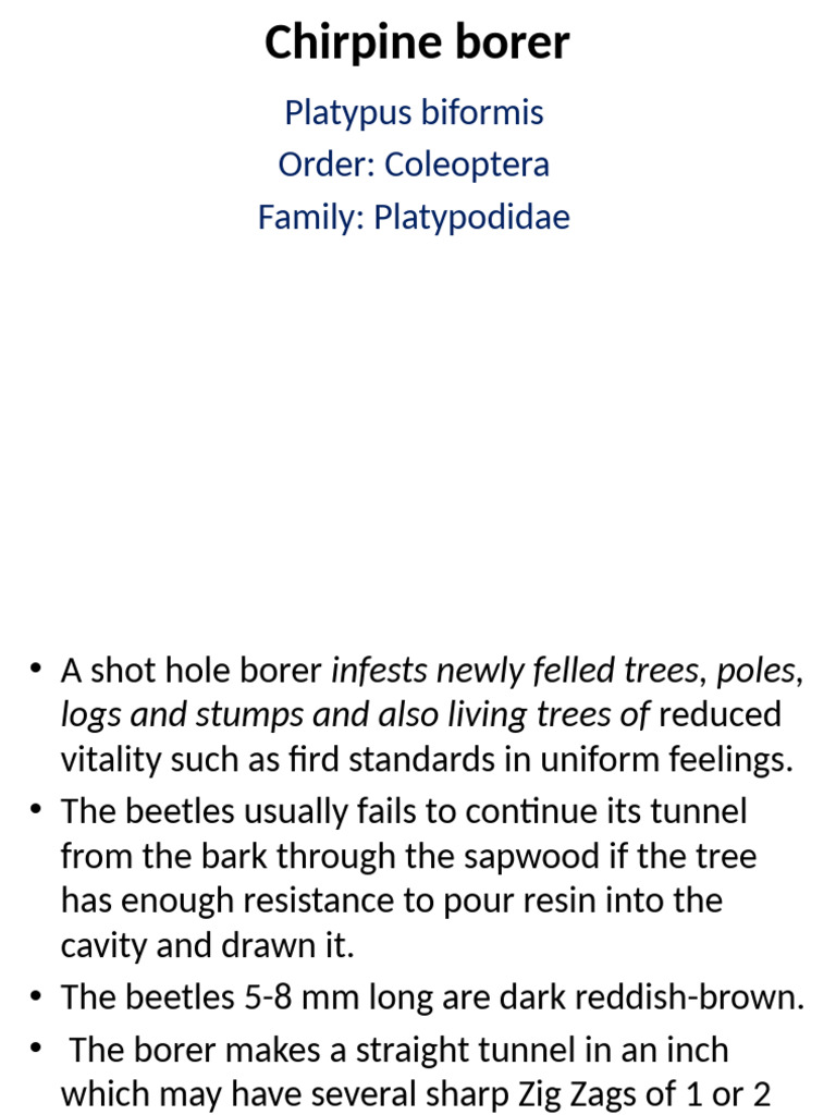 Chirpine-borer-new-4 | PDF | Beetle | Trees