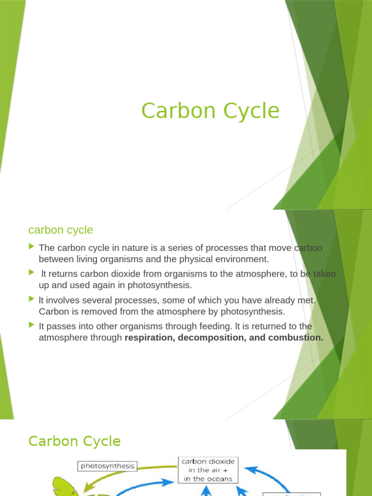 Understanding the Carbon Cycle Processes | PDF
