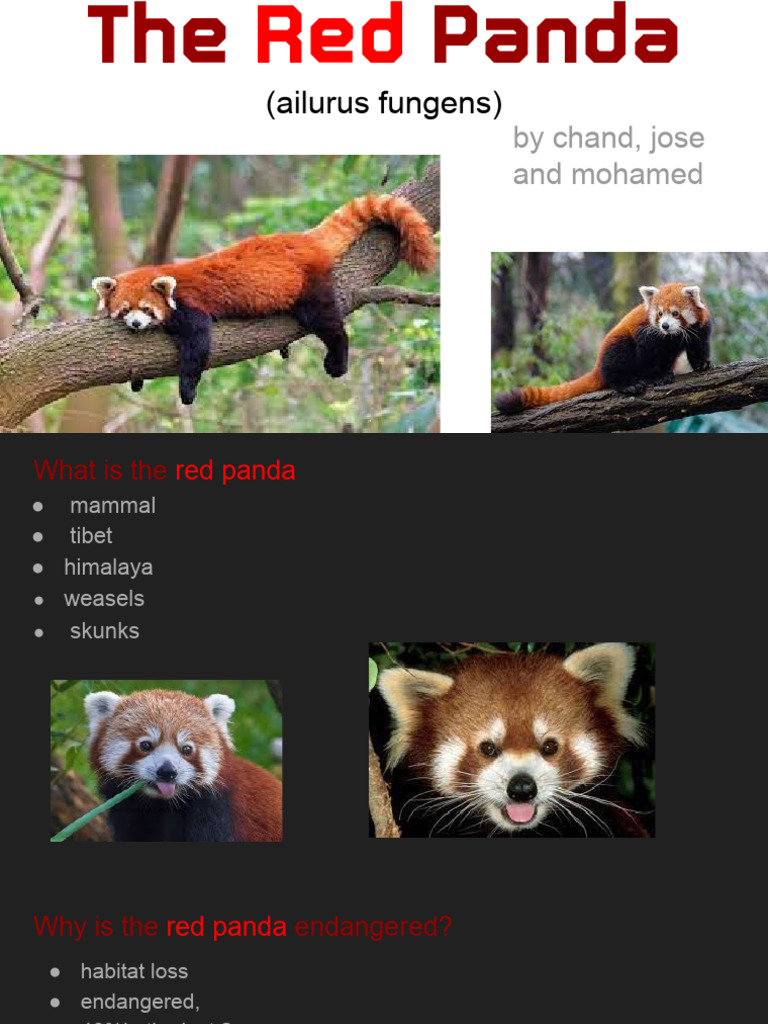 red panda | PDF