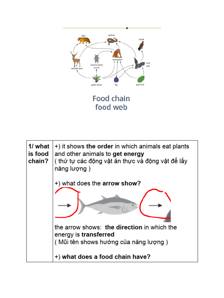 M C 4 Food Chain | PDF