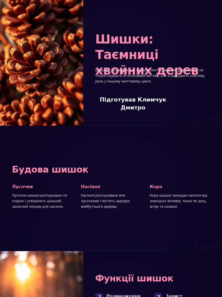 Shishki Tayemnici Hvojnih Derev | PDF