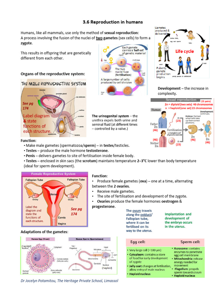 Human Reproductive System Overview | PDF | Ovary | Human Reproduction