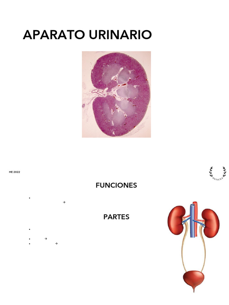 Estructura de la Pirámide de Ferrein | PDF | Riñón | Sistema urinario