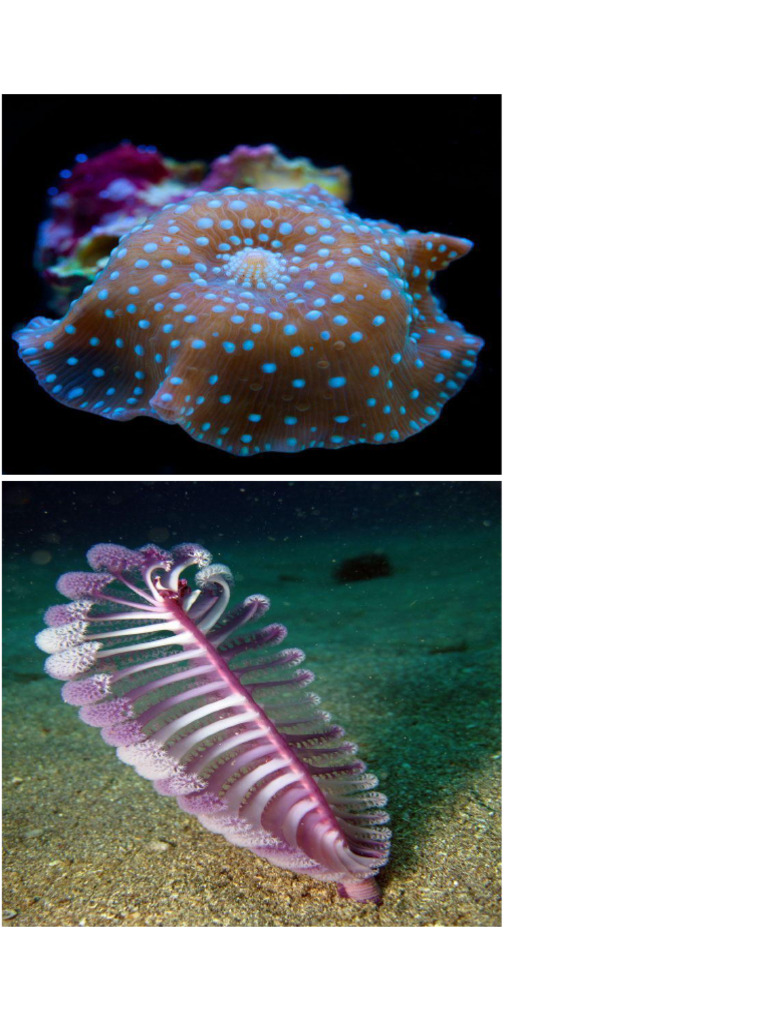 Sea Flora | PDF