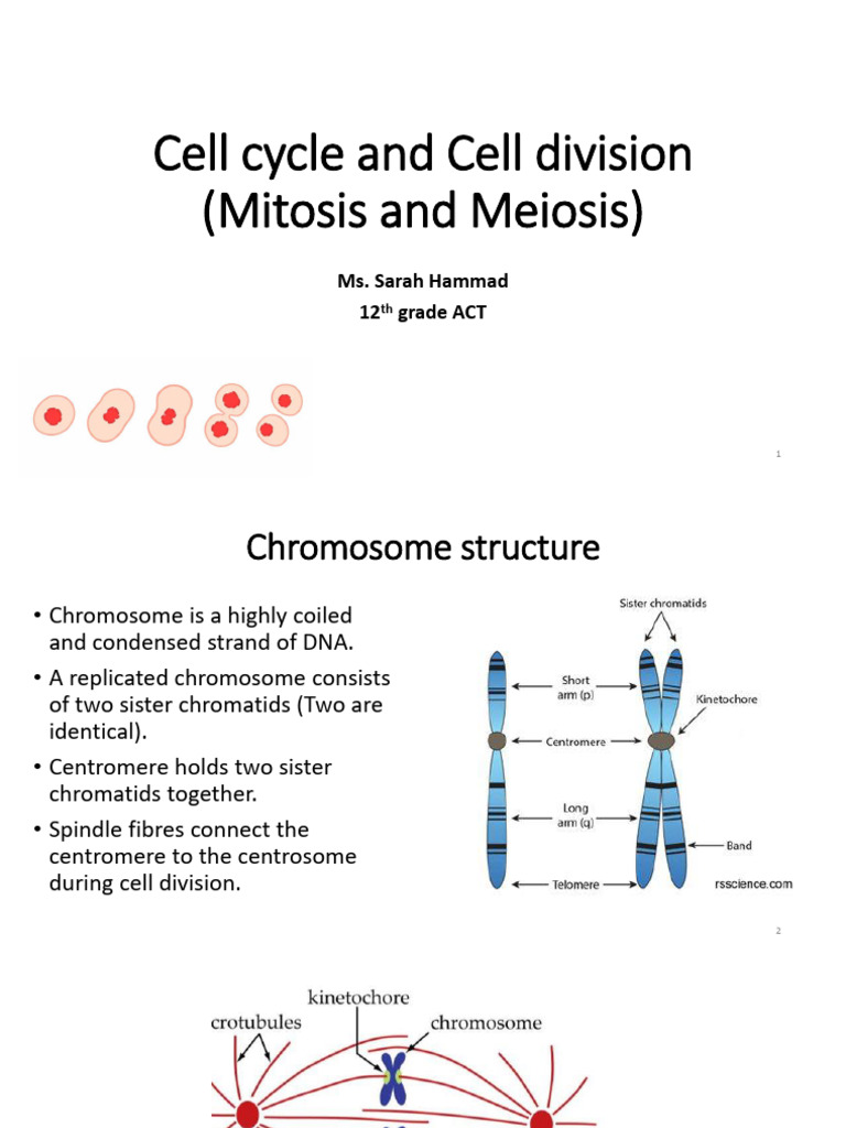 Cell Cycle and Cell Division 2 | PDF | Meiosis | Mitosis