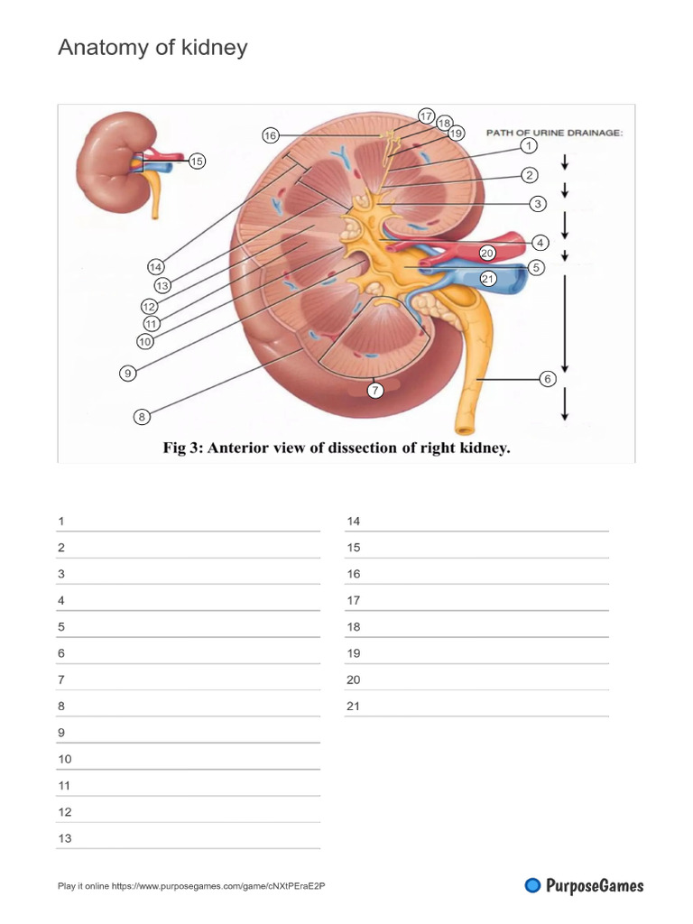 Kidney 1 | PDF