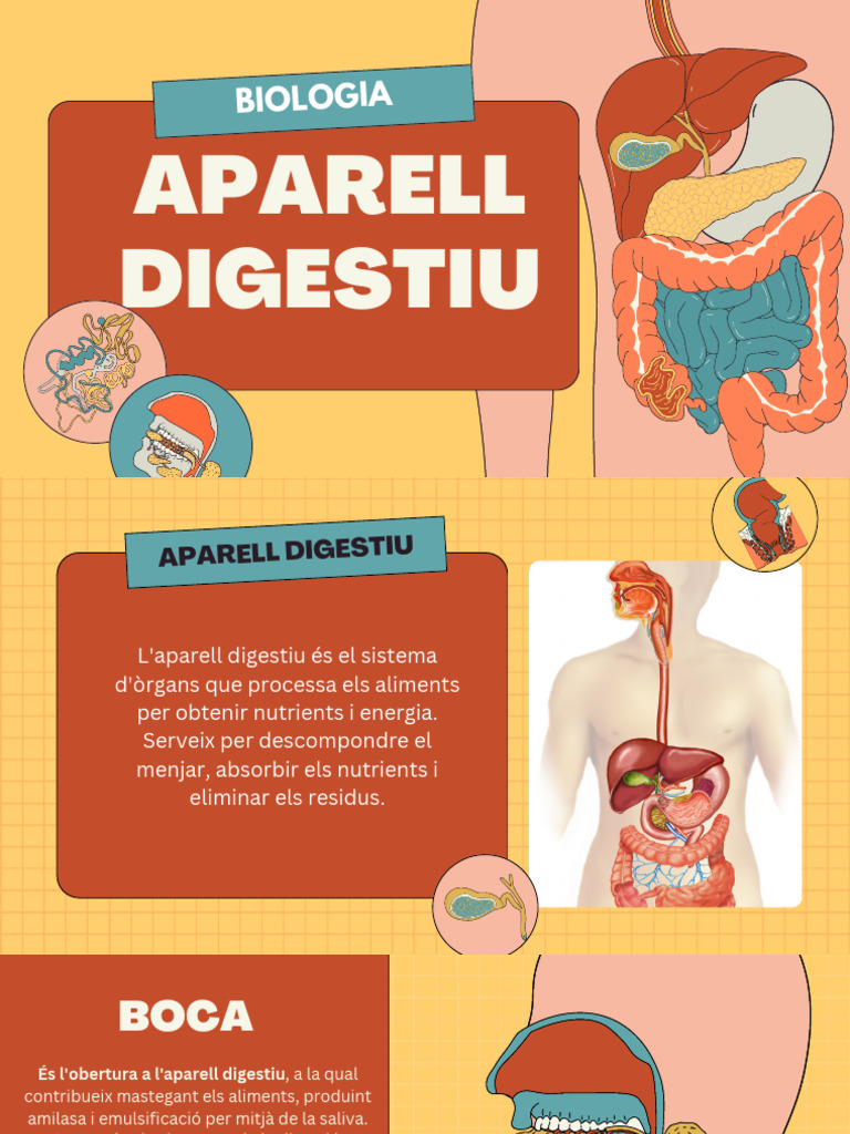 The Digestive System Science Educational Presentation in Dark Orange ...