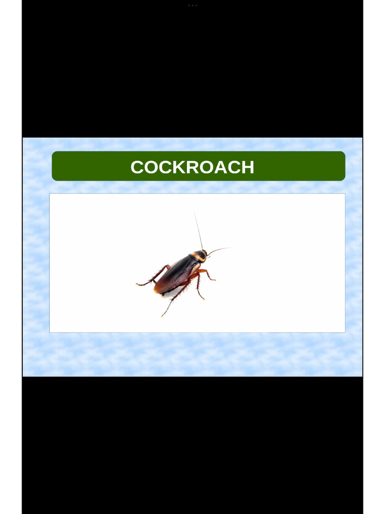 Study of Animal Type Cockroach Notes Biology Class 11 | PDF