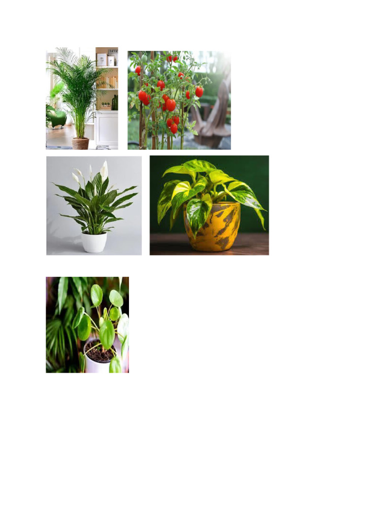 Plants 2 | PDF