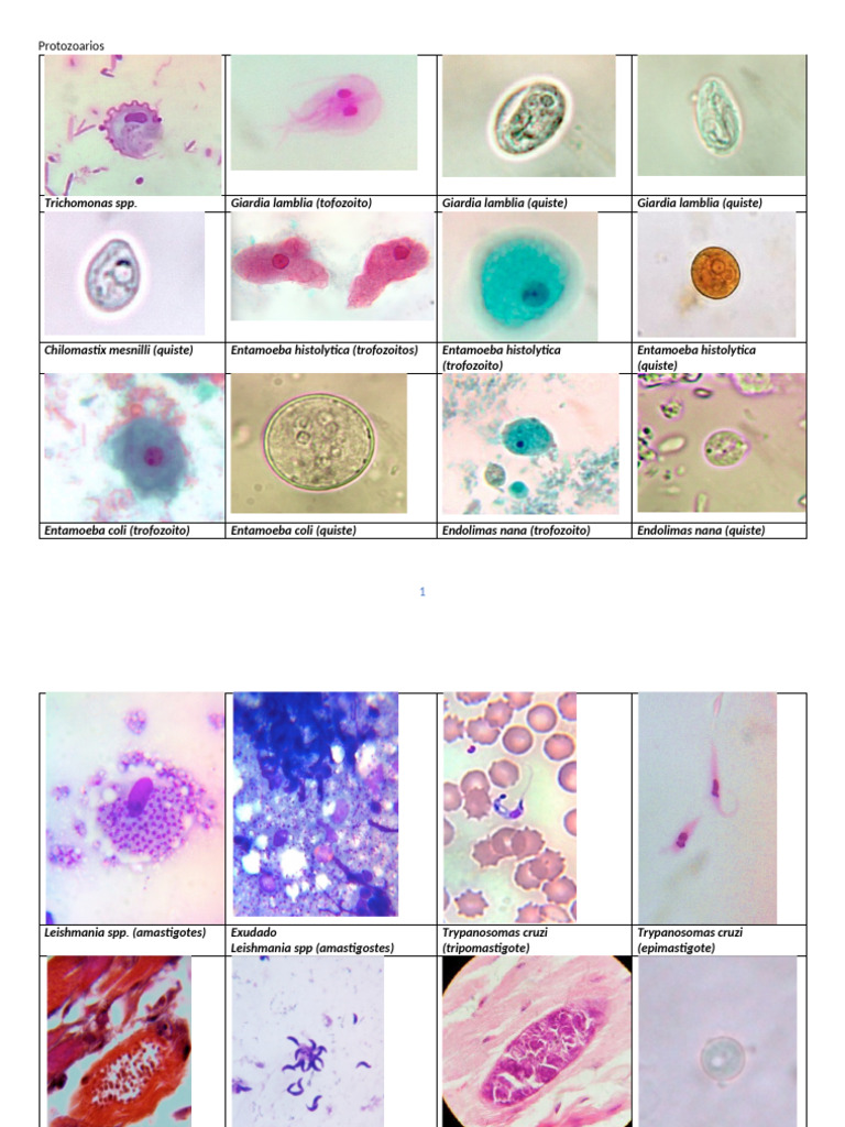 Protozoarios | PDF | Microbiología