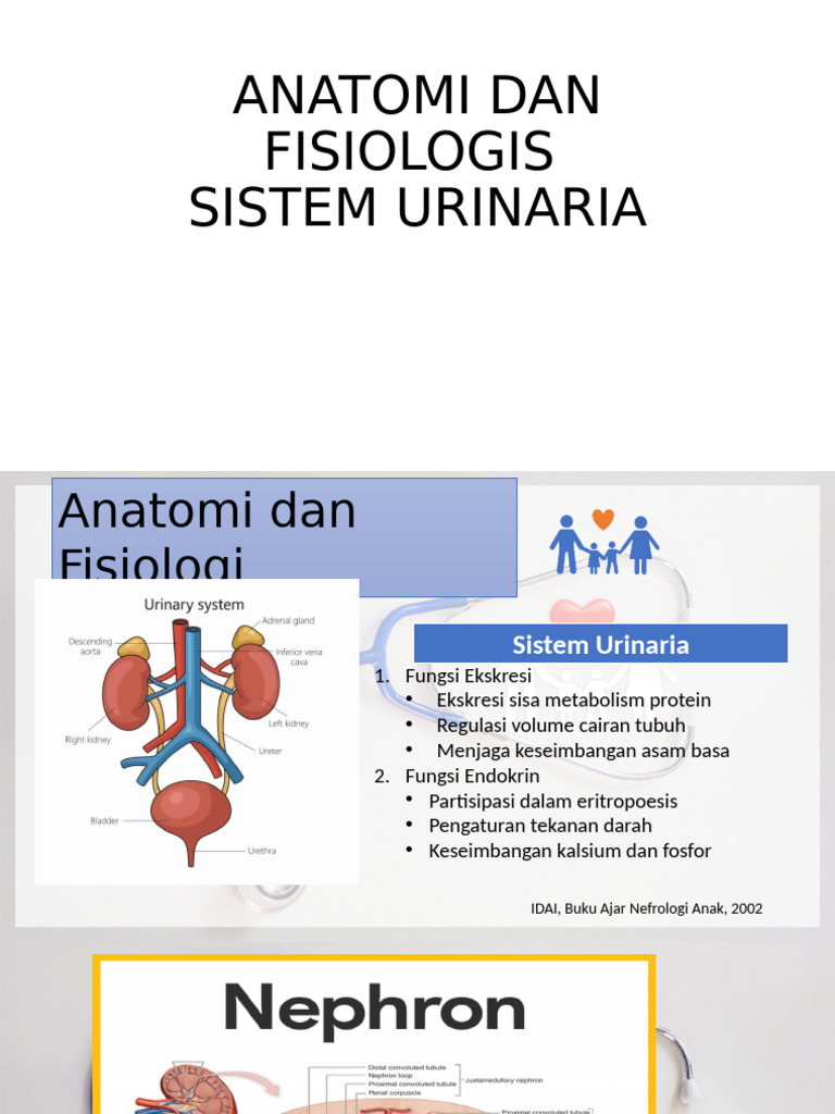 Anfas Urinary Track | PDF
