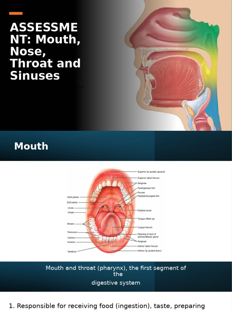 ASSESSMENT of The Mouth Nose Throat Sinuses | PDF | Human Nose | Human ...