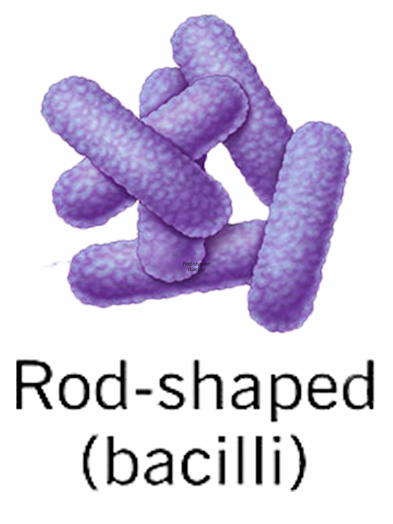Rod Bacteria | PDF