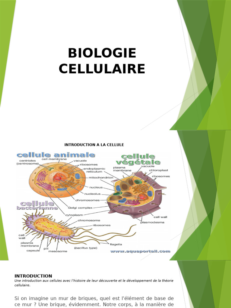 Cours # 4 Introduction a La Cellule | PDF | Noyau (biologie) | Cytoplasme