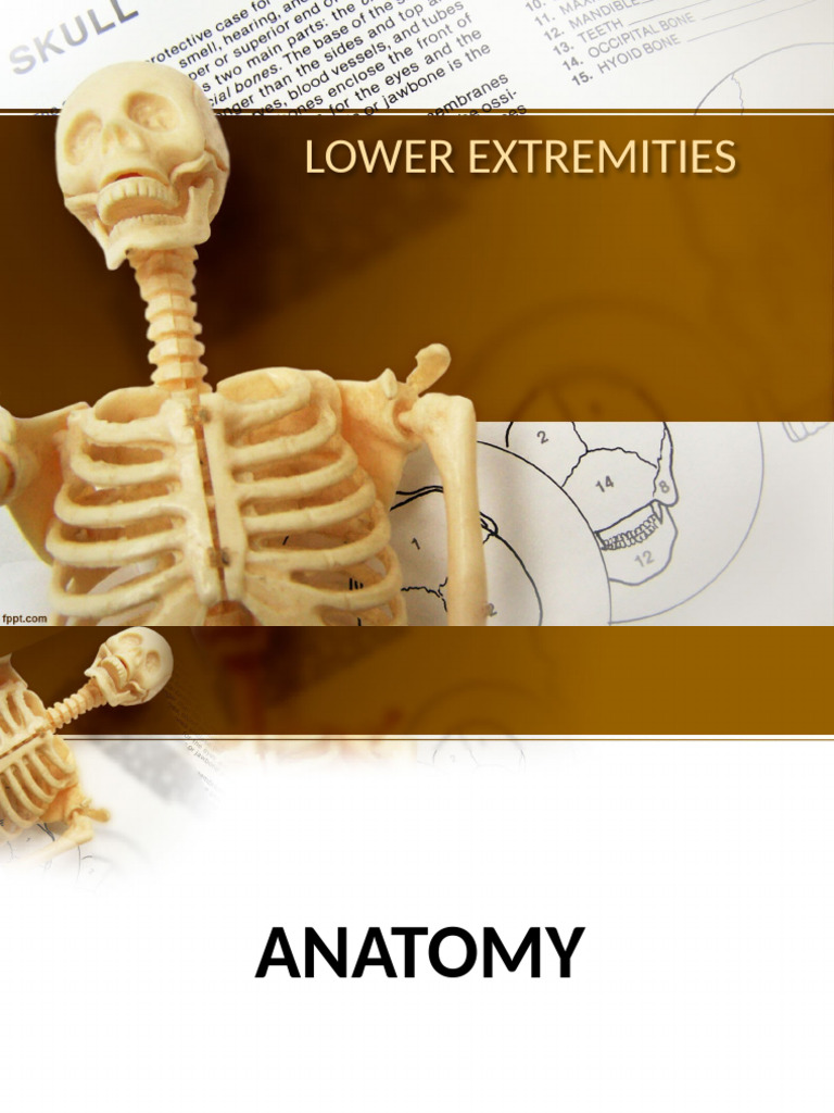 4 Lower Extremities | PDF | Knee | Foot