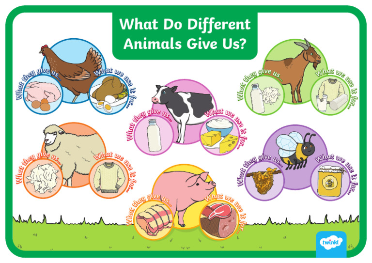 T TP 7788 What Do Different Animals Give Us Display Poster | PDF