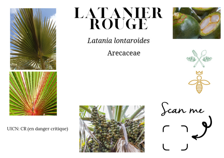 Latanier Rouge (21 X 14.8 CM) | PDF