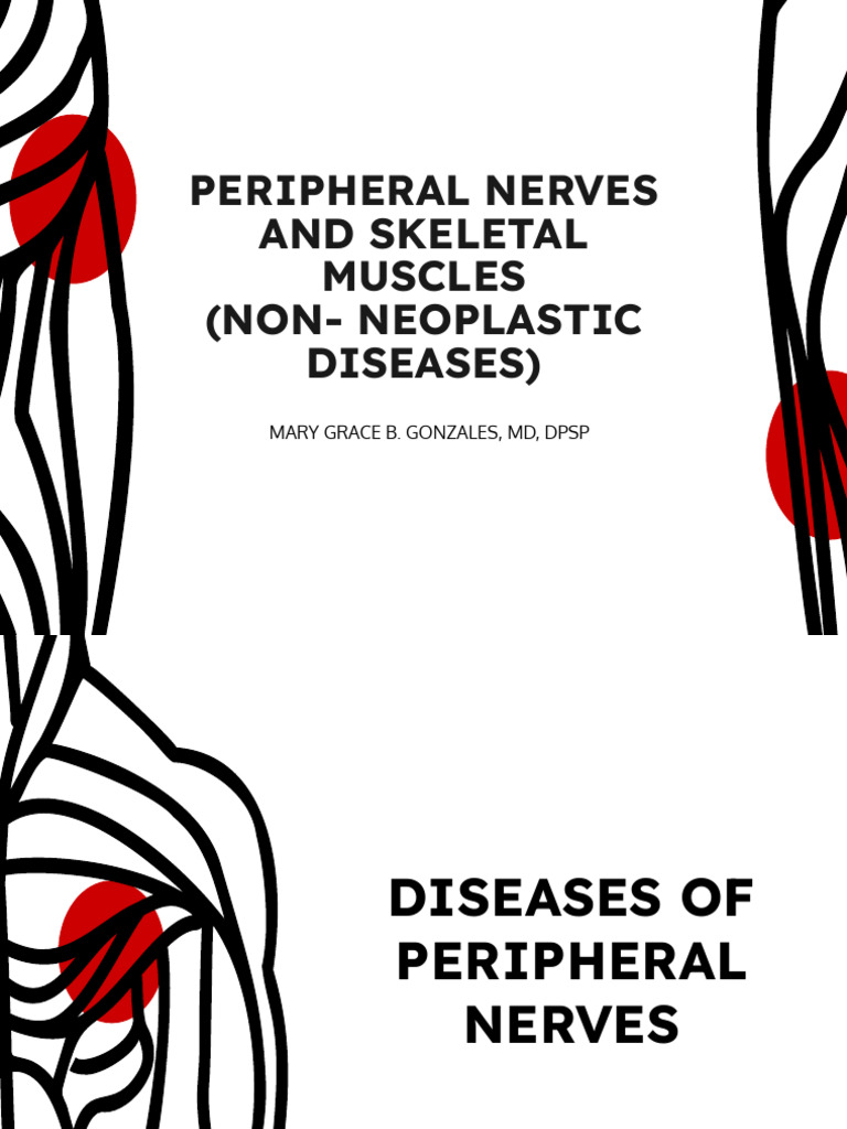 PNS and Skeletal Muscles | PDF | Peripheral Neuropathy | Axon