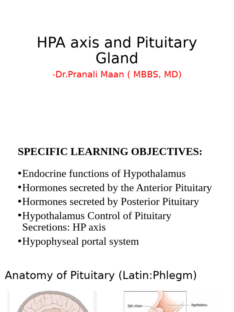 HPA Axis and Pituitary Gland Functions | PDF | Pituitary Gland ...
