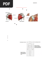 Aula 4 - Termos de Posição e Movimento | PDF | Movimentos anatômicos ...