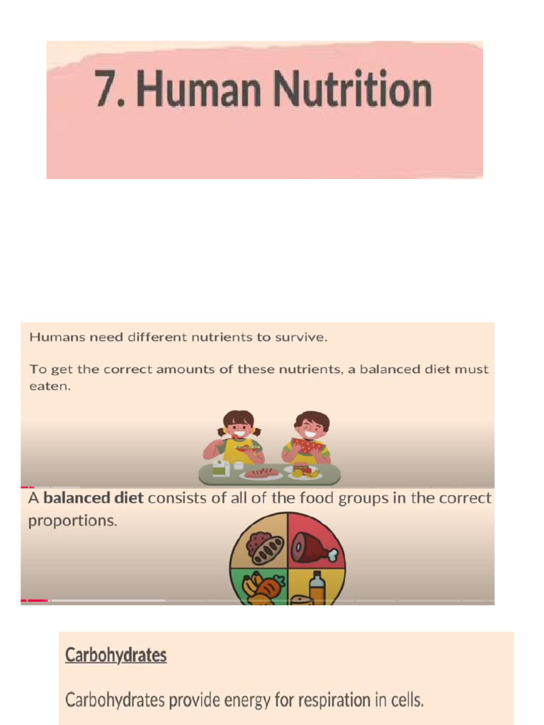 Yr 10 Biologgy Cie CH 7 Human Nutrition | PDF