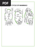 Tiger Life Cycle Explained for Kids | PDF