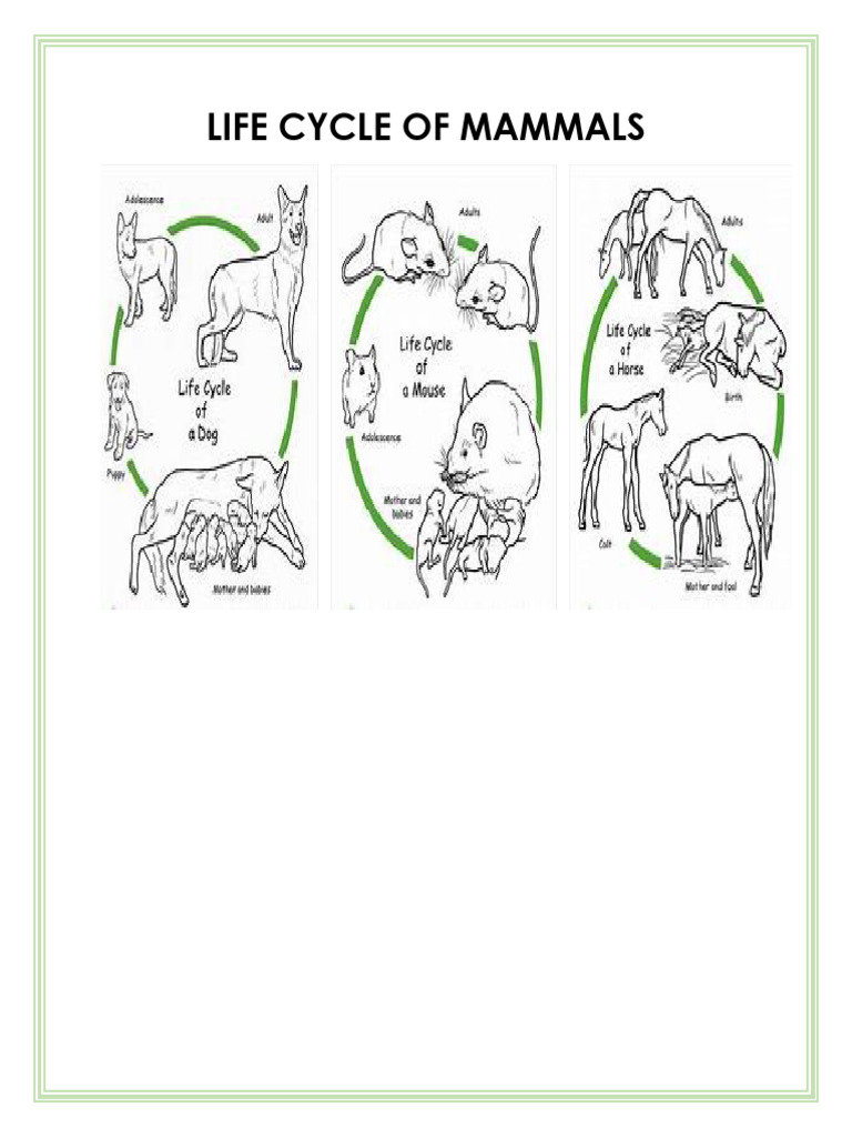 Lion Life Cycle Project for Kids | PDF