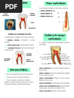 Anatomia do Dente 27: Molar Superior | PDF | Raiz | Dente