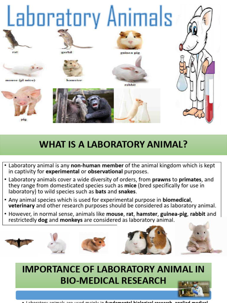Understanding Laboratory Animals in Research | PDF | Animal Testing ...