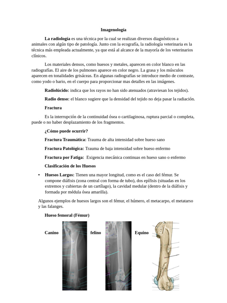 Imagenología | PDF | Hueso | Imagenes medicas