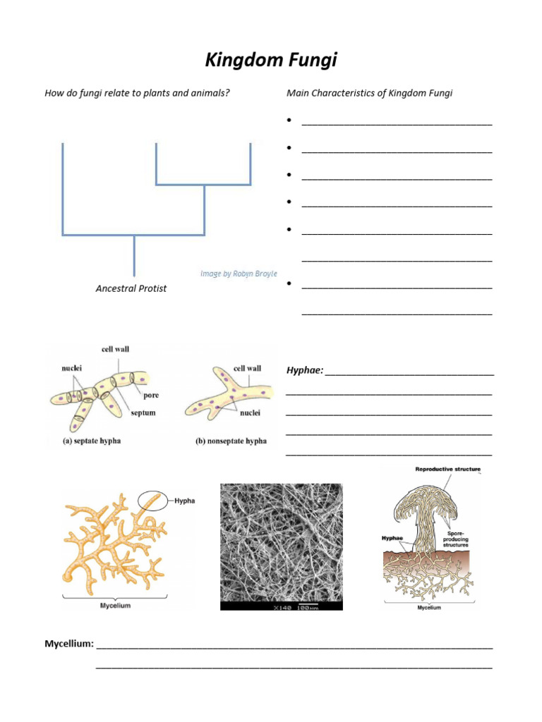 Kingdom Fungi Overview and Characteristics | PDF